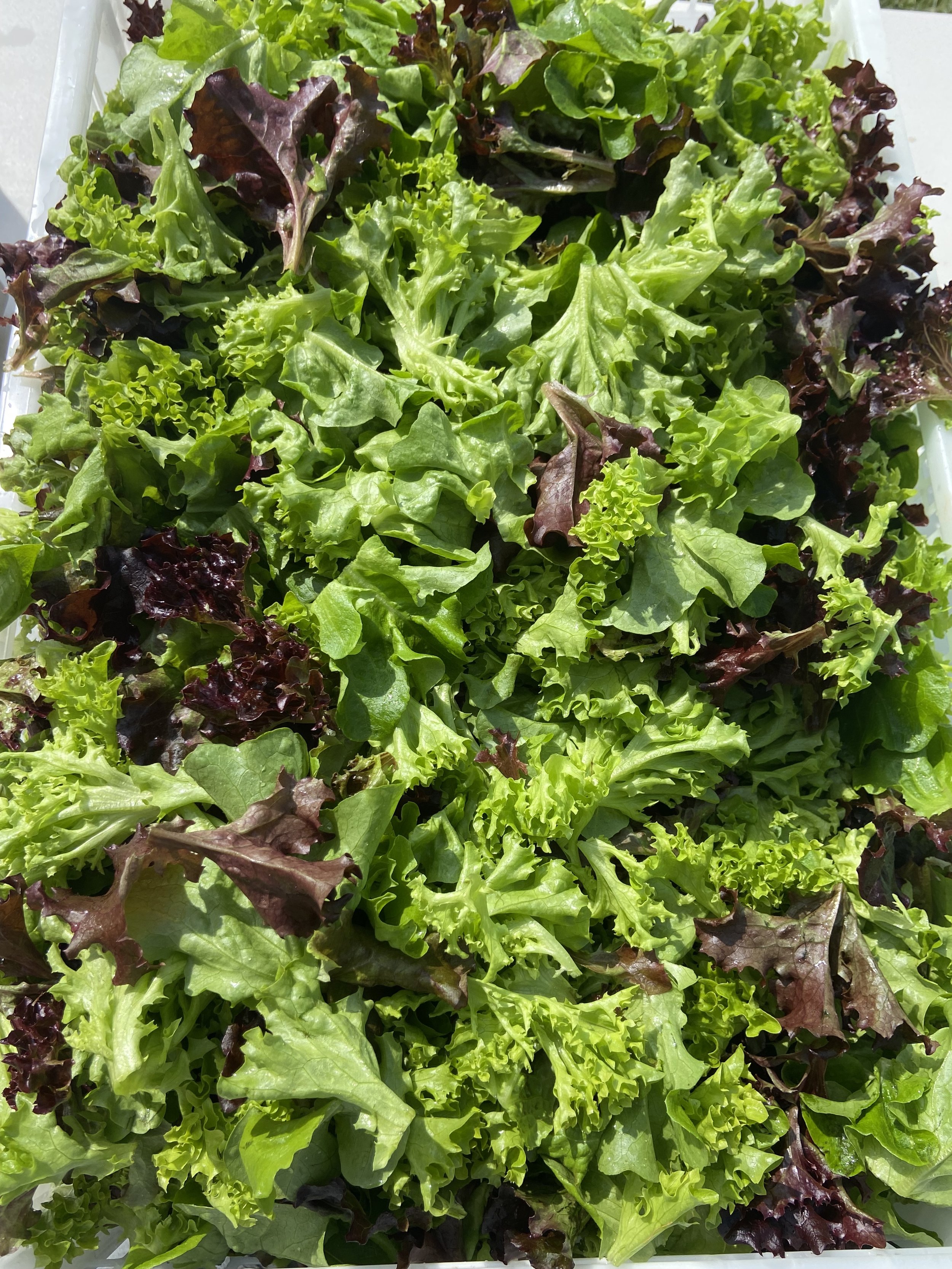 Spring Recipes — Communitas Farm