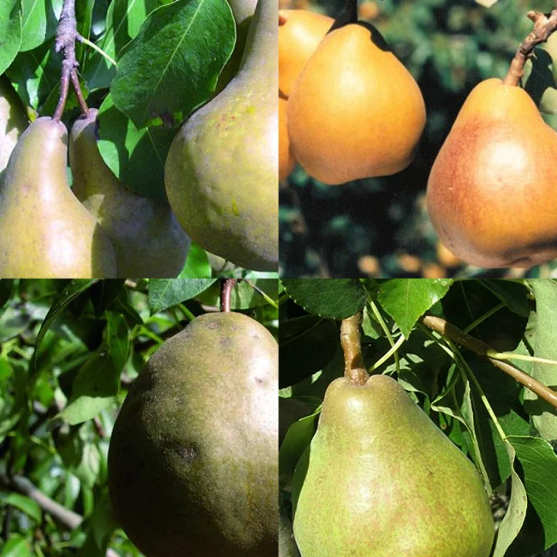 Molewood Orchard - Our Varieties — Molewood Orchard