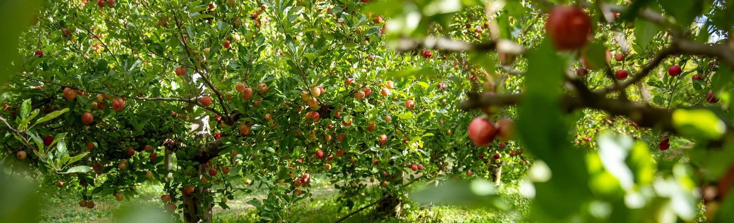 Molewood Orchard