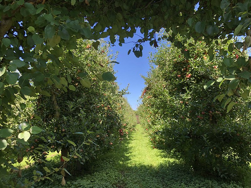 Molewood Orchard - About Us — Molewood Orchard