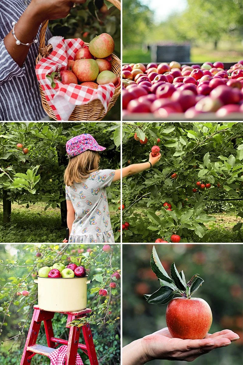 Molewood Orchard - Pick Your Own Apples — Molewood Orchard