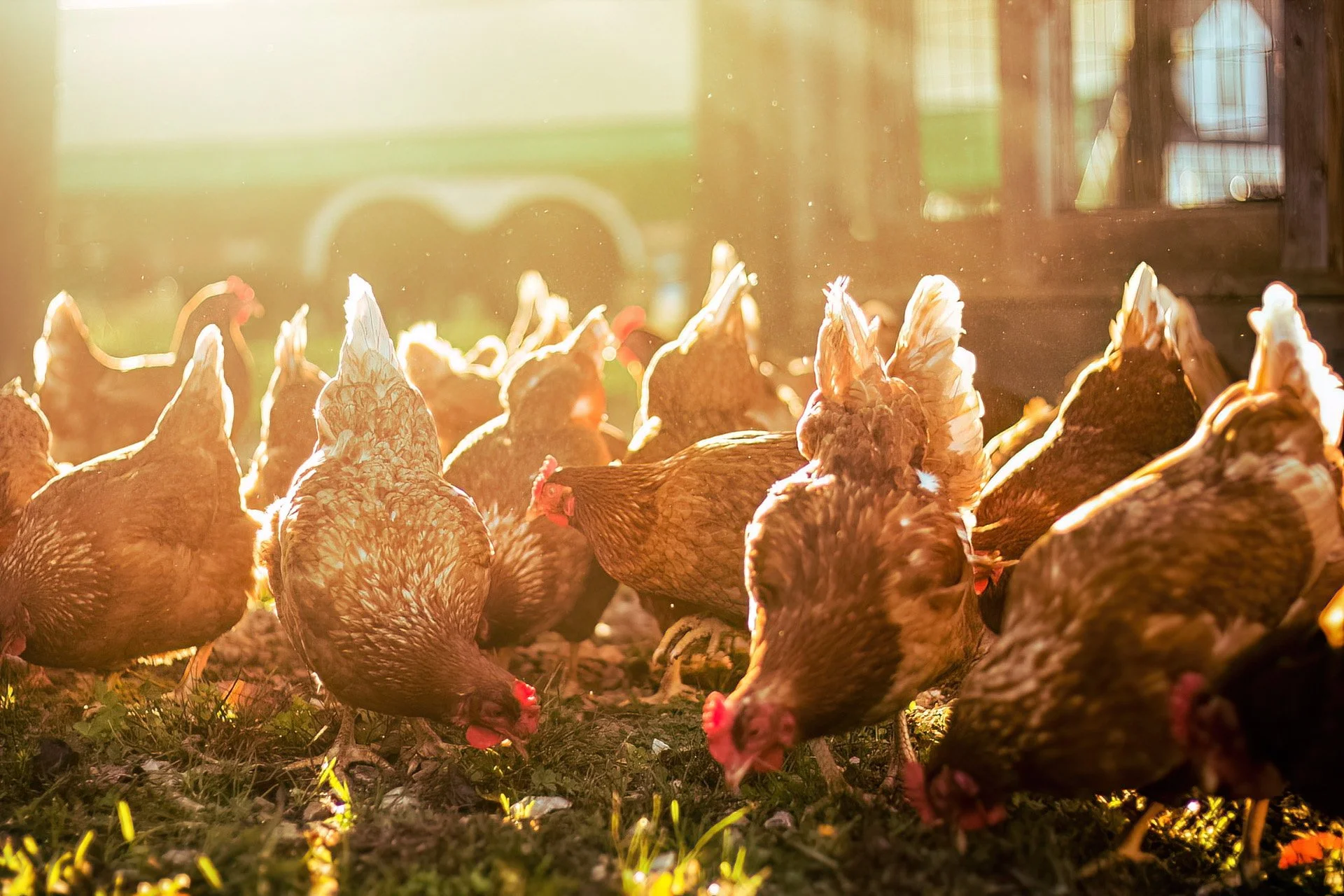 Meraki Farm | Visit, Experience, Support Today