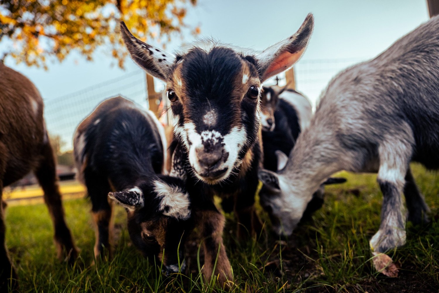 Meraki Farm | Visit, Experience, Support Today