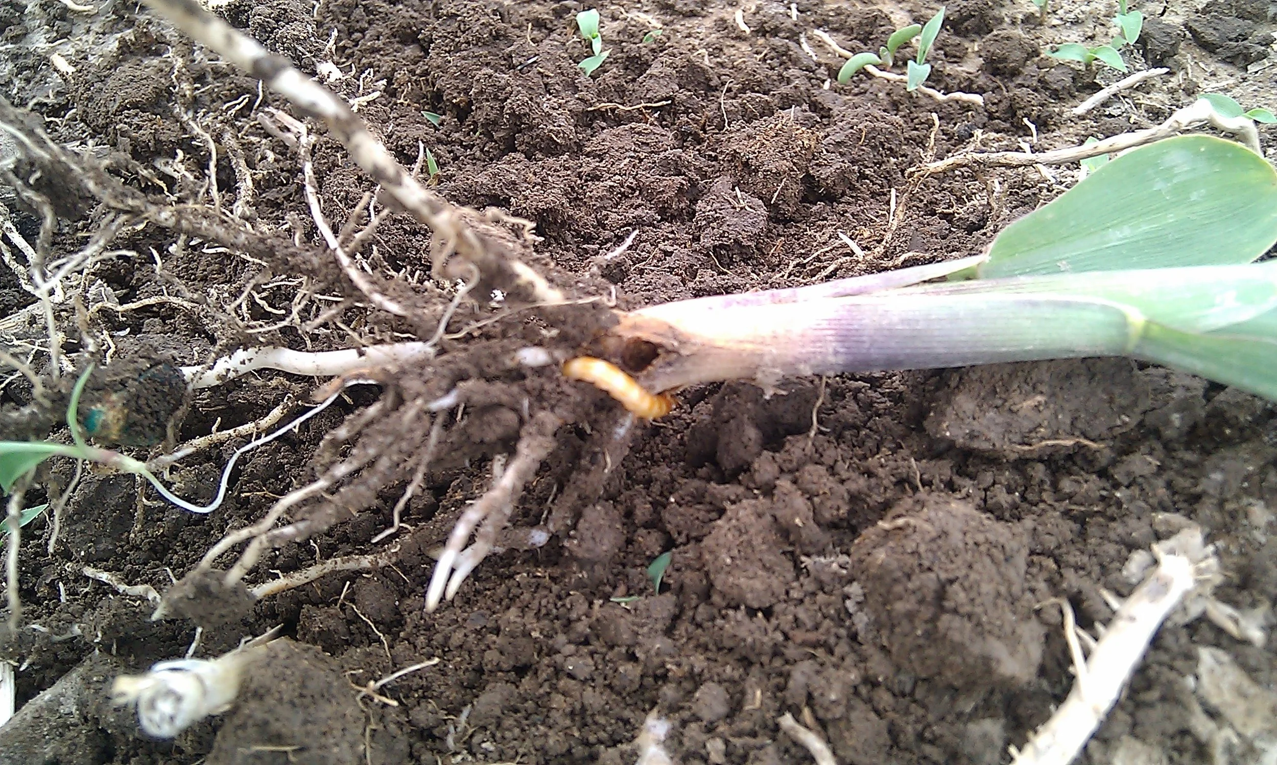 Gallery 3 — Agrimanagement Inc.