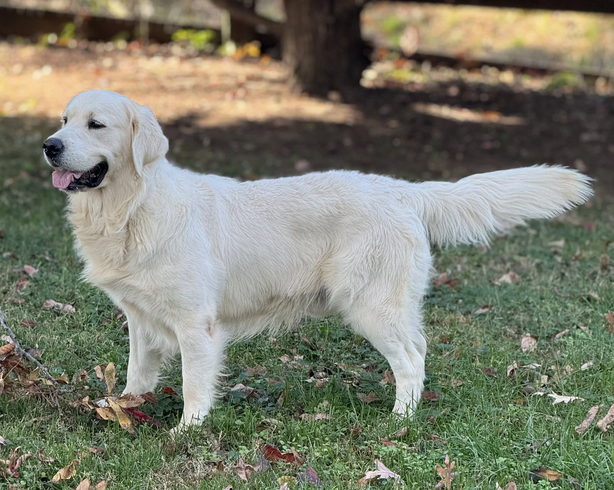 Golden Retrievers for sale — Meadow Brook Goldens