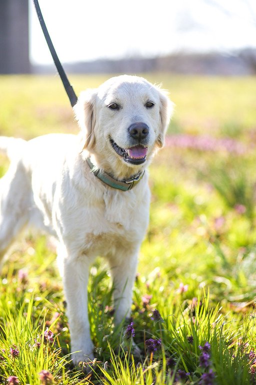 Our English Golden Retriever Breed and Qualities — Meadow Brook Goldens