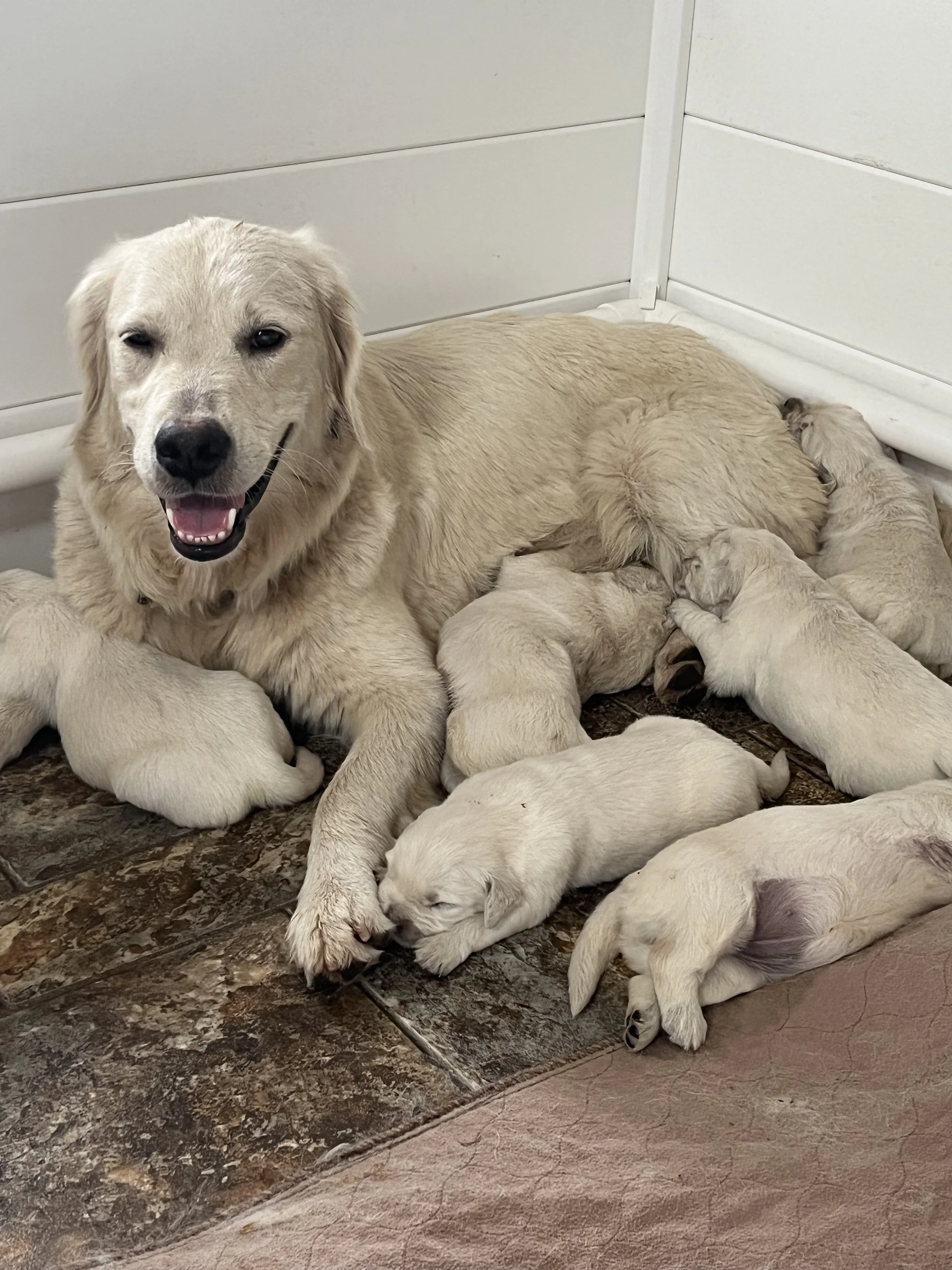 What are English Cream Golden Retrievers and where did they come from ...