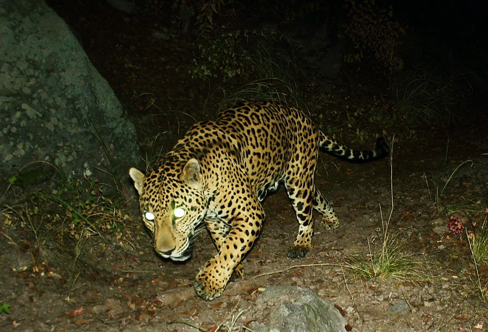 Chiricahua Jaguar — University of Arizona Wild Cat Research and ...
