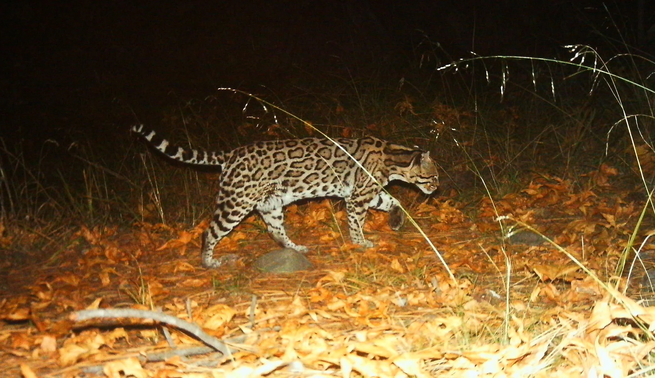 Meet the Cats — University of Arizona Wild Cat Research and Conservation