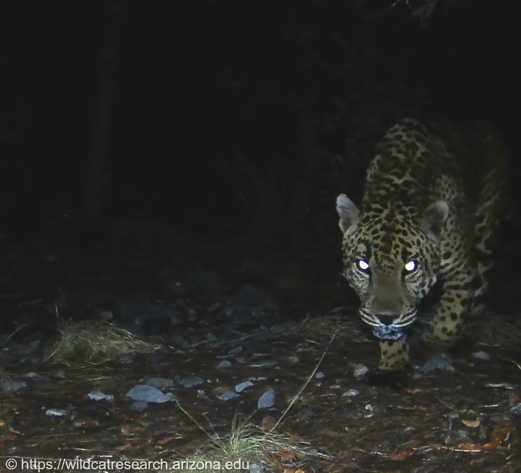 Meet the Cats — University of Arizona Wild Cat Research and Conservation