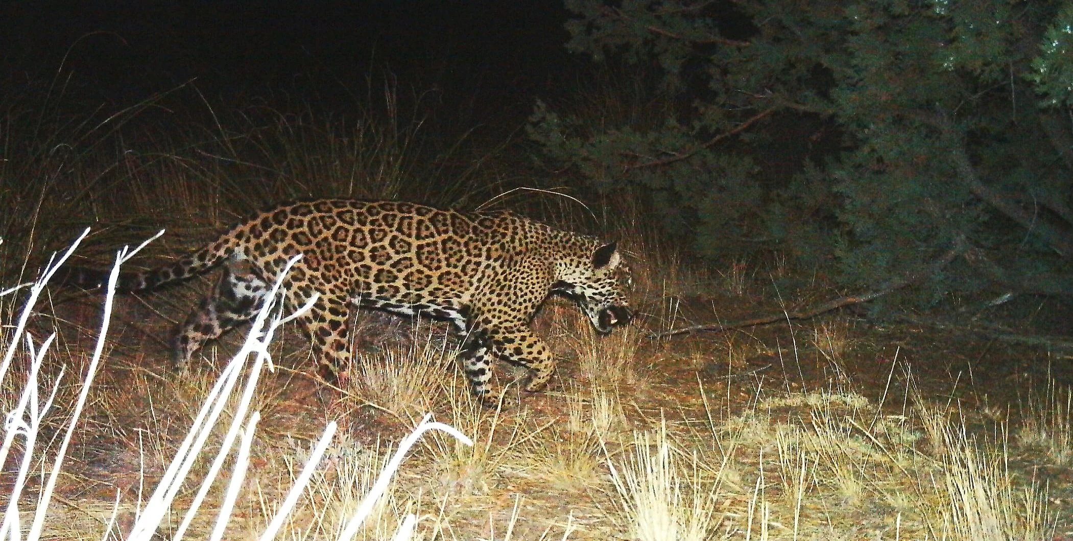 Meet the Cats — University of Arizona Wild Cat Research and Conservation
