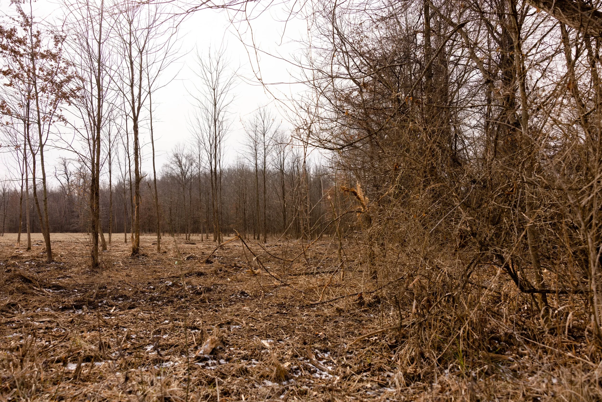 Sapling Removal — Marlow Brothers Land Clearing
