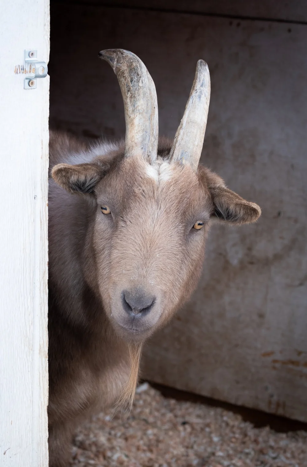Huck + Finn — Zuma's Rescue Ranch Colorado Horse Rescue and Therapy Center