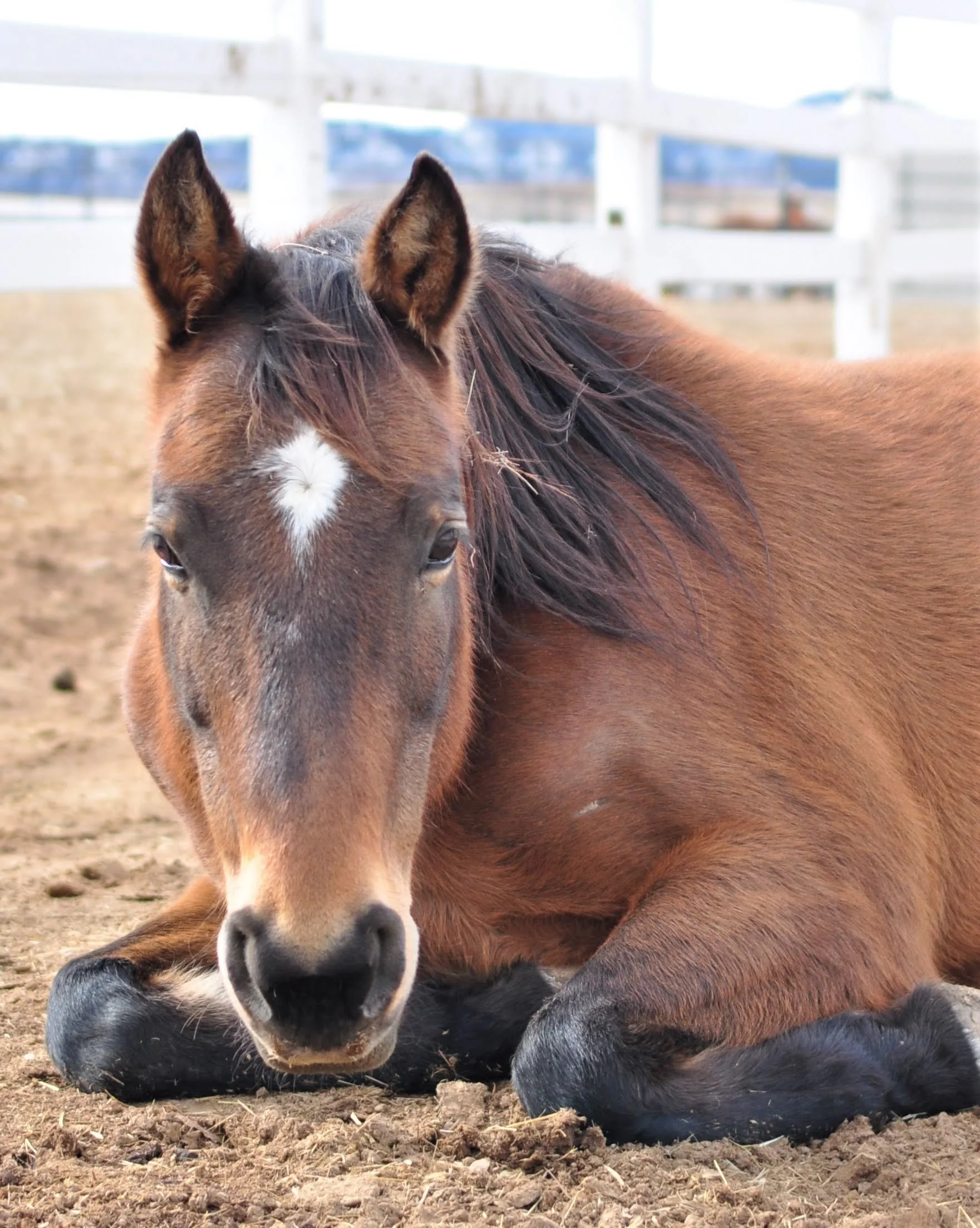 Our Herd — Zuma's Rescue Ranch Colorado Horse Rescue and Therapy Center