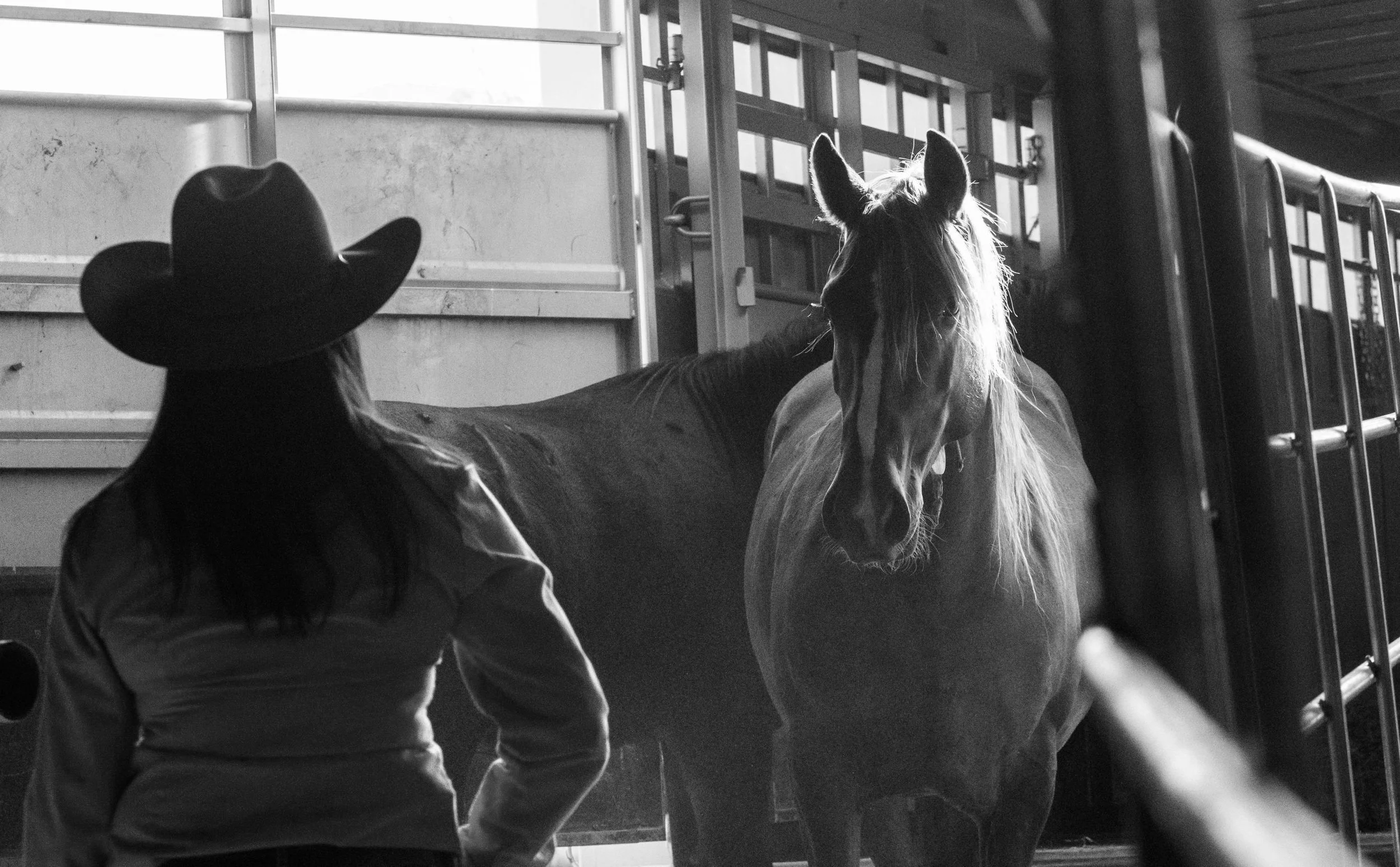 Zuma's Rescue Ranch Colorado Horse Rescue