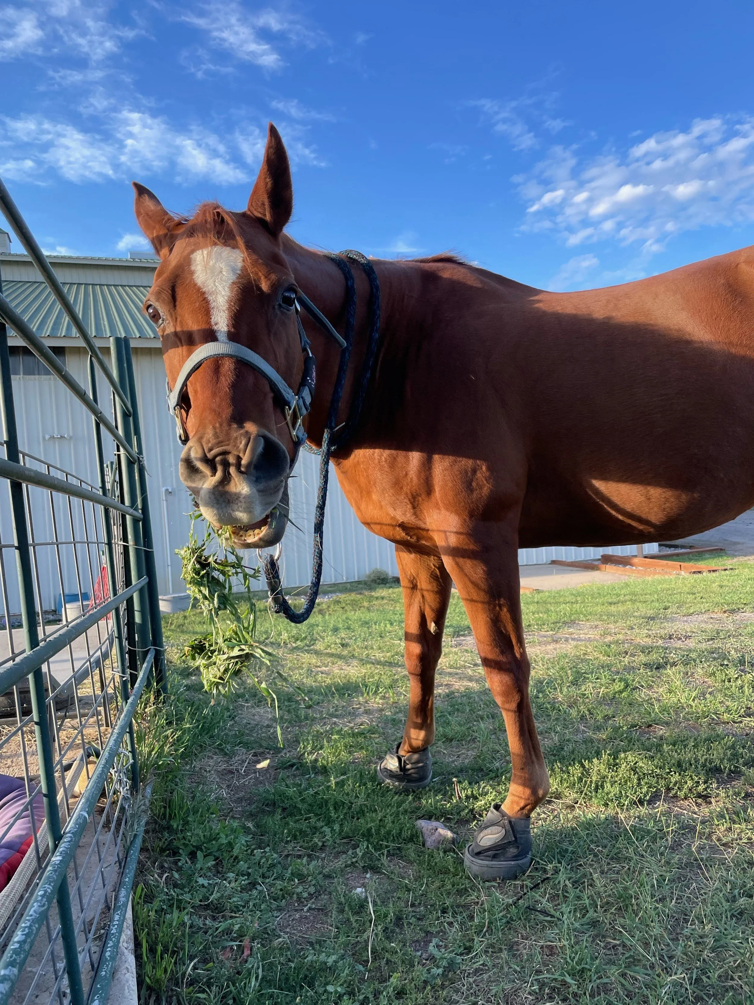 Singer — Zuma's Rescue Ranch Colorado Horse Rescue and Therapy Center