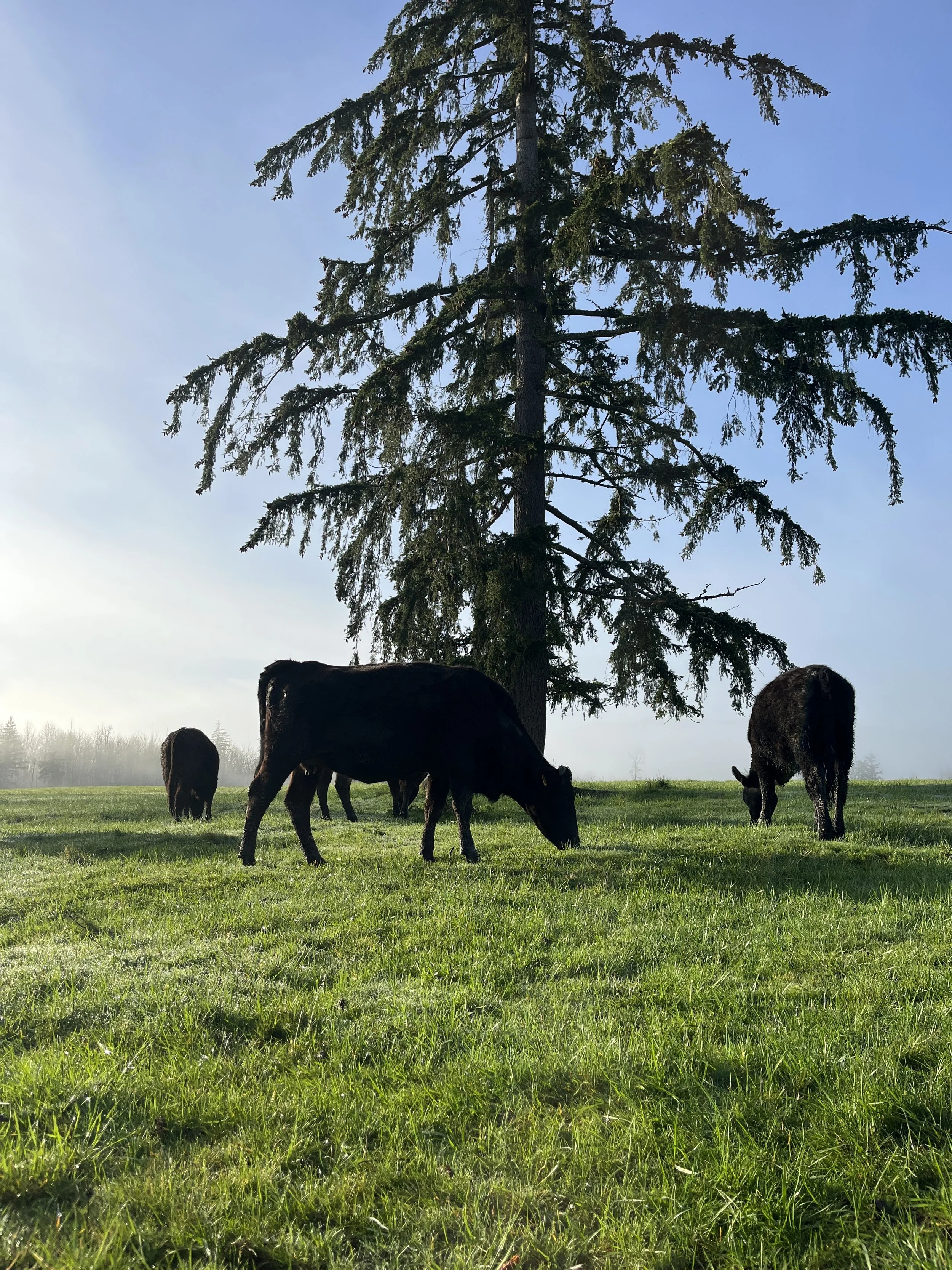 Half Cow Bulk Beef WA — Mossy Rock Ranch