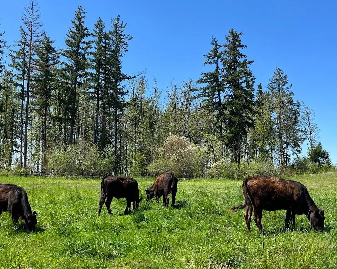 Half Cow Bulk Beef WA — Mossy Rock Ranch
