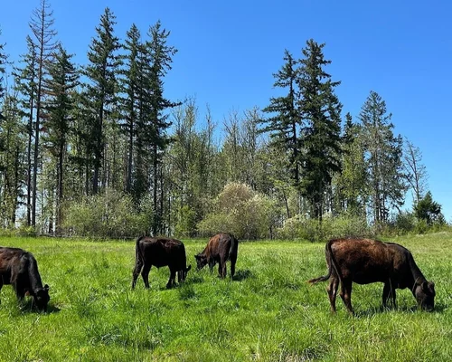 Half Cow Bulk Beef WA — Mossy Rock Ranch
