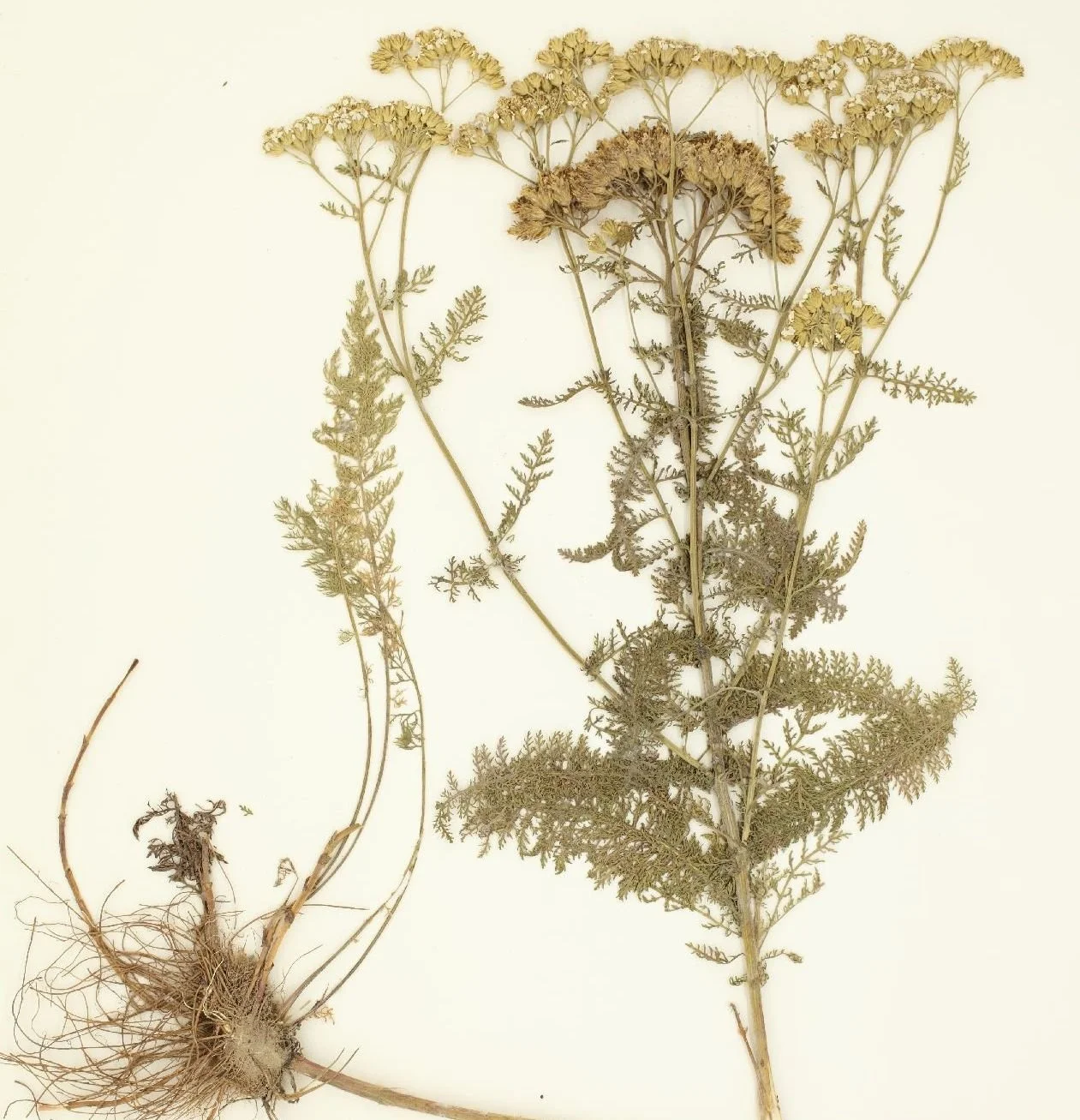 Yarrow Patch — Thicket Workshop