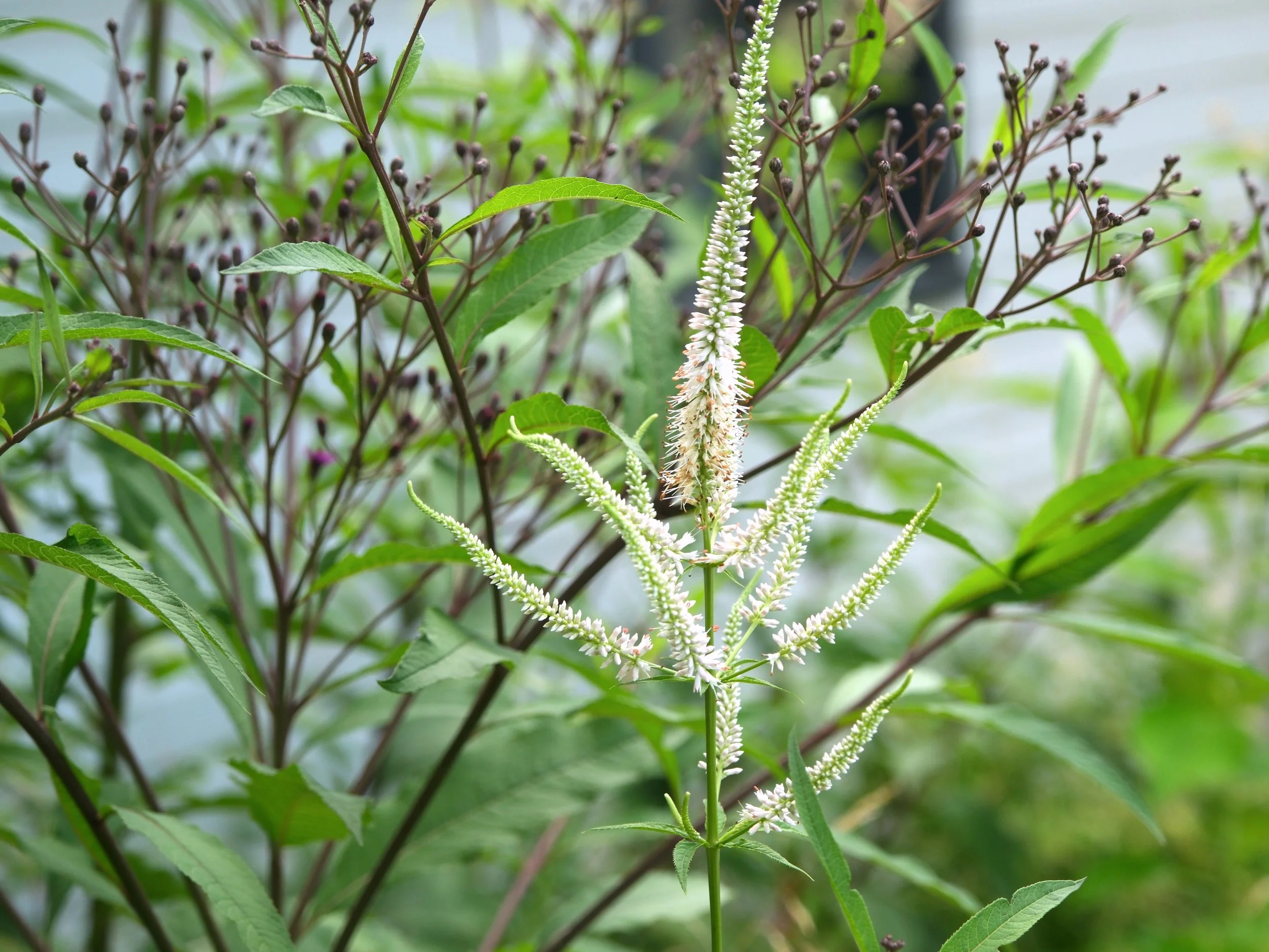 Snag Garden — Thicket Workshop