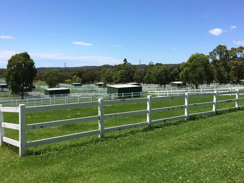 The Vardy Team — Vardy Thoroughbreds