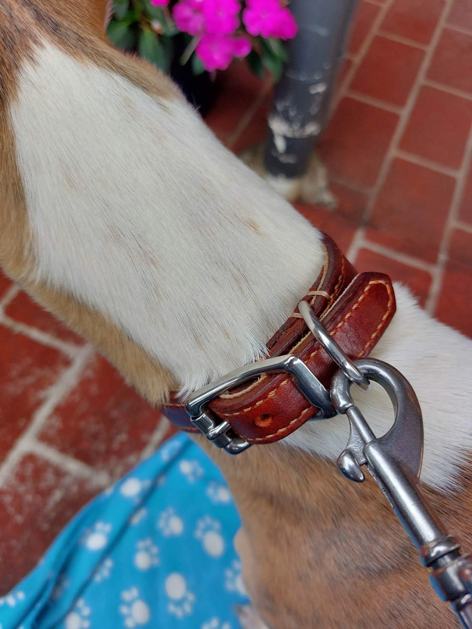 Flash Hound