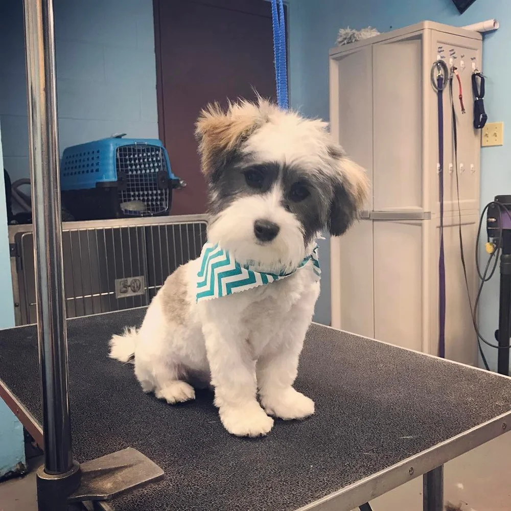 Gold Standard Dog Grooming