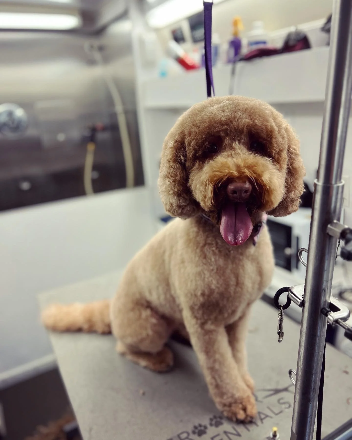 Gold Standard Dog Grooming