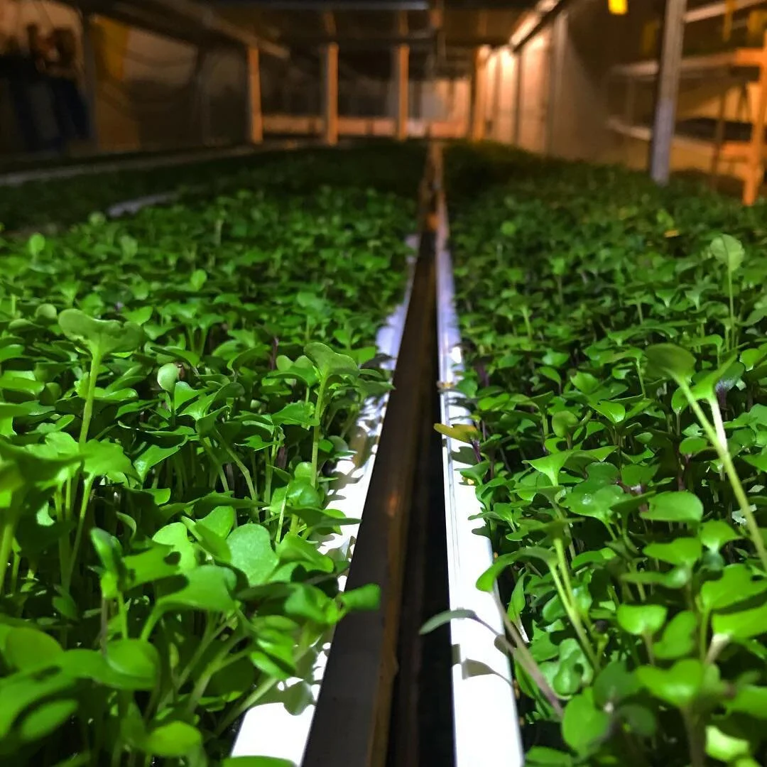 Roka Farms