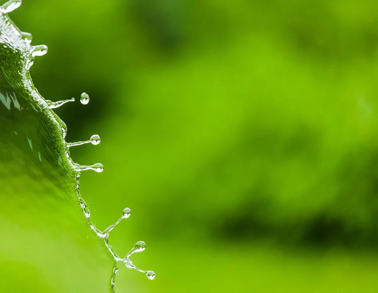 ALGAESYS, at the heart of the circular water economy.