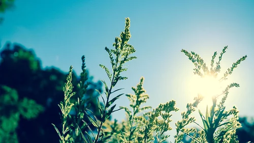 Benefits of ALGAESYS — Algaesys