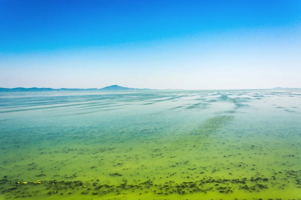 ALGAESYS, at the heart of the circular water economy.
