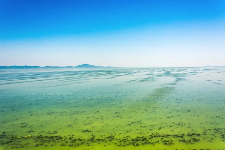 ALGAESYS, at the heart of the circular water economy.
