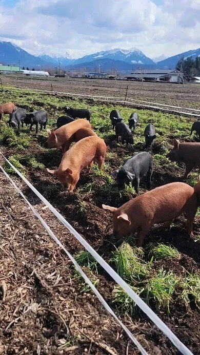 The Local Harvest Market