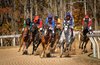 Montpelier Hunt Races 2026