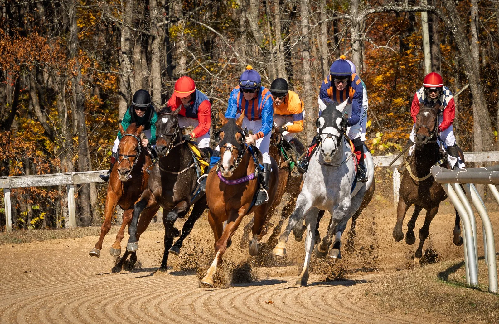 Montpelier Hunt Races 2026