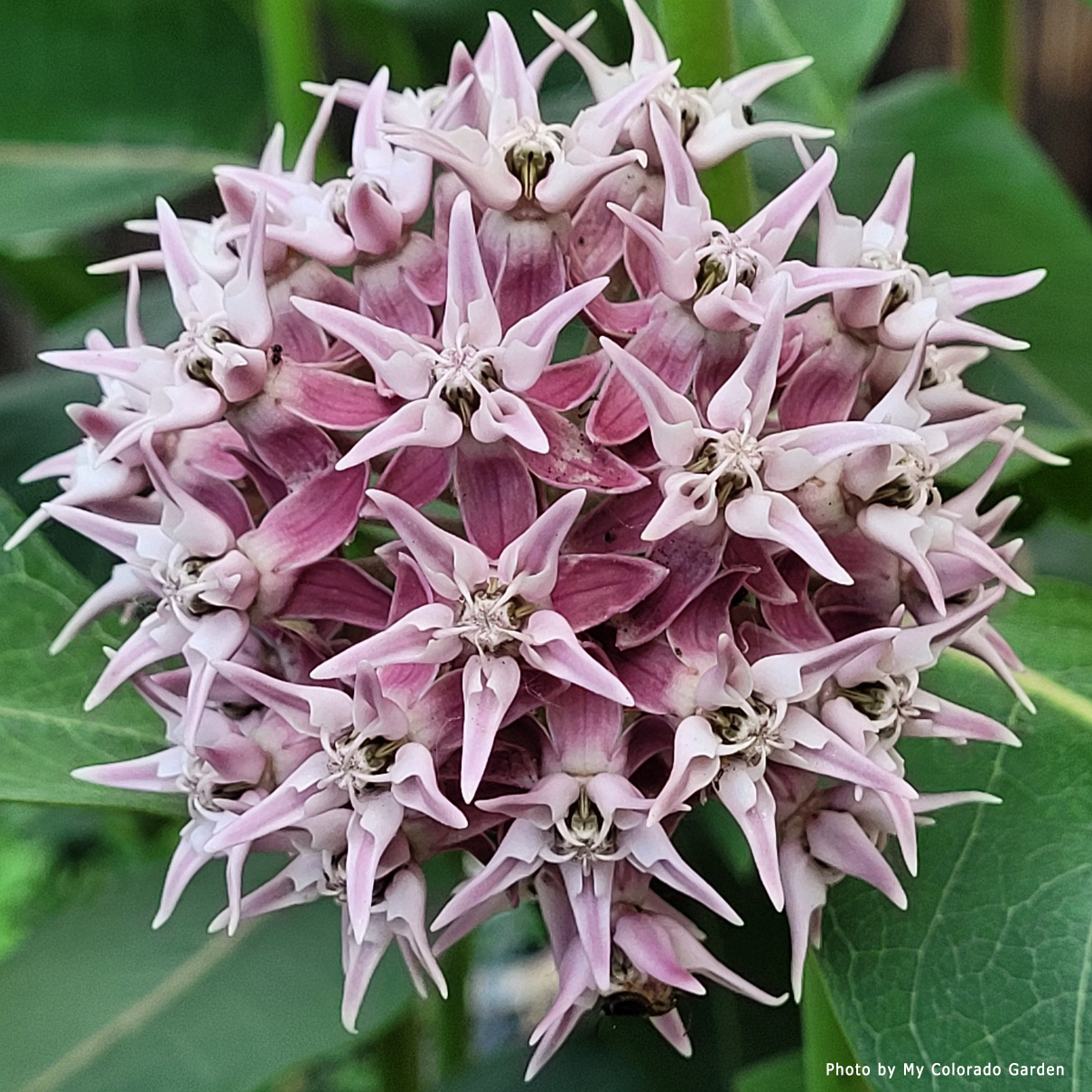 Support The Monarch Butterfly In Colorado — MY COLORADO GARDEN