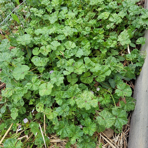 5 Common Weeds in Colorado and How to Manage Them — MY COLORADO GARDEN