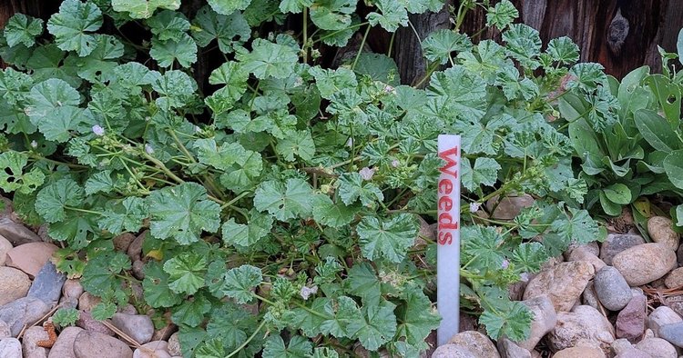 5 Common Weeds in Colorado and How to Manage Them — MY COLORADO GARDEN