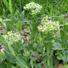 5 Common Weeds in Colorado and How to Manage Them — MY COLORADO GARDEN
