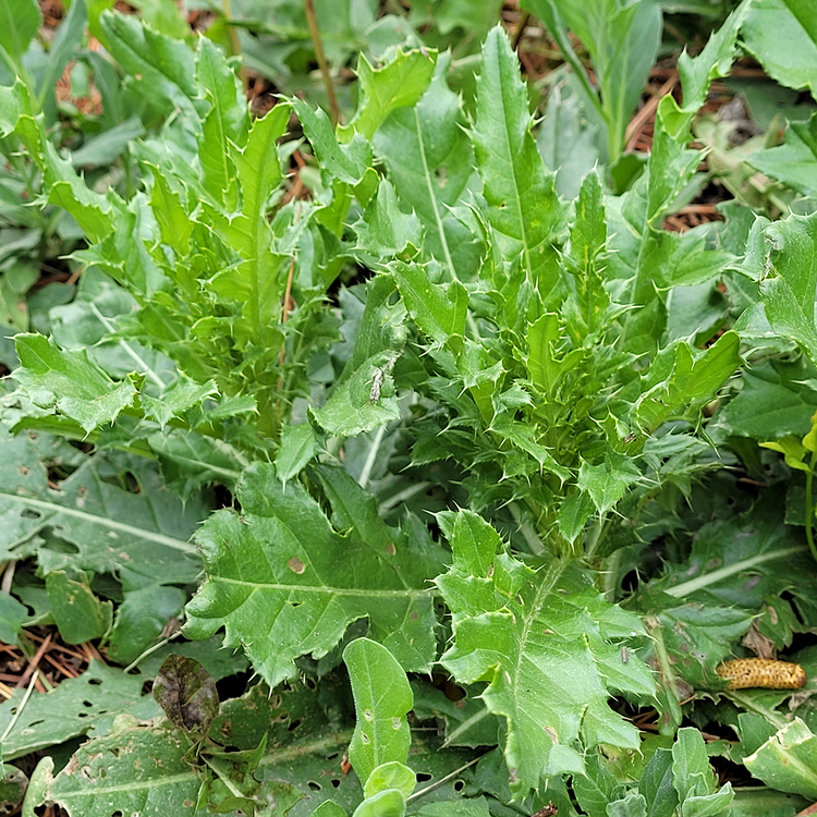 5 Common Weeds in Colorado and How to Manage Them — MY COLORADO GARDEN