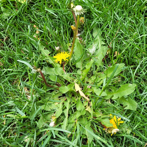 5 Common Weeds in Colorado and How to Manage Them — MY COLORADO GARDEN