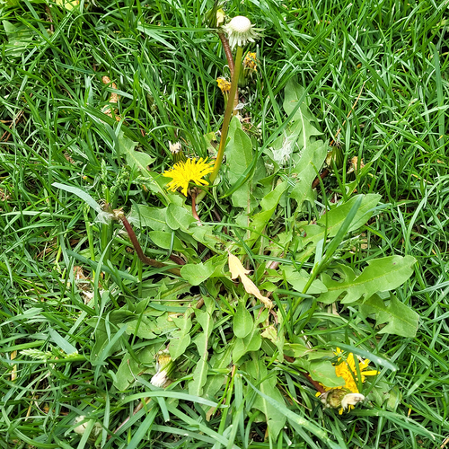 5 Common Weeds in Colorado and How to Manage Them — MY COLORADO GARDEN