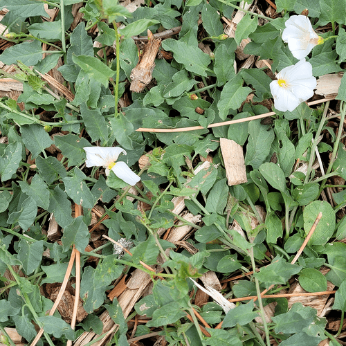 5 Common Weeds in Colorado and How to Manage Them — MY COLORADO GARDEN