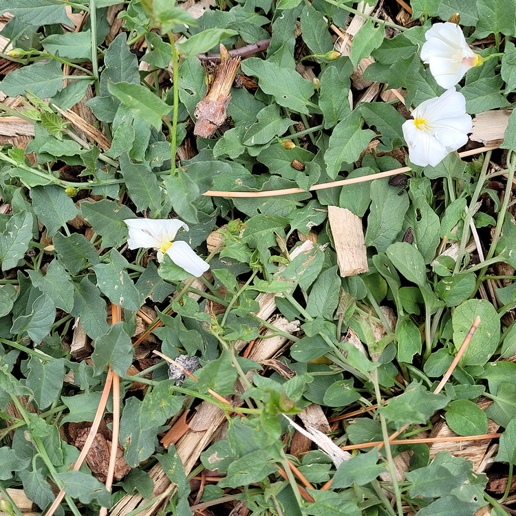 5 Common Weeds in Colorado and How to Manage Them — MY COLORADO GARDEN