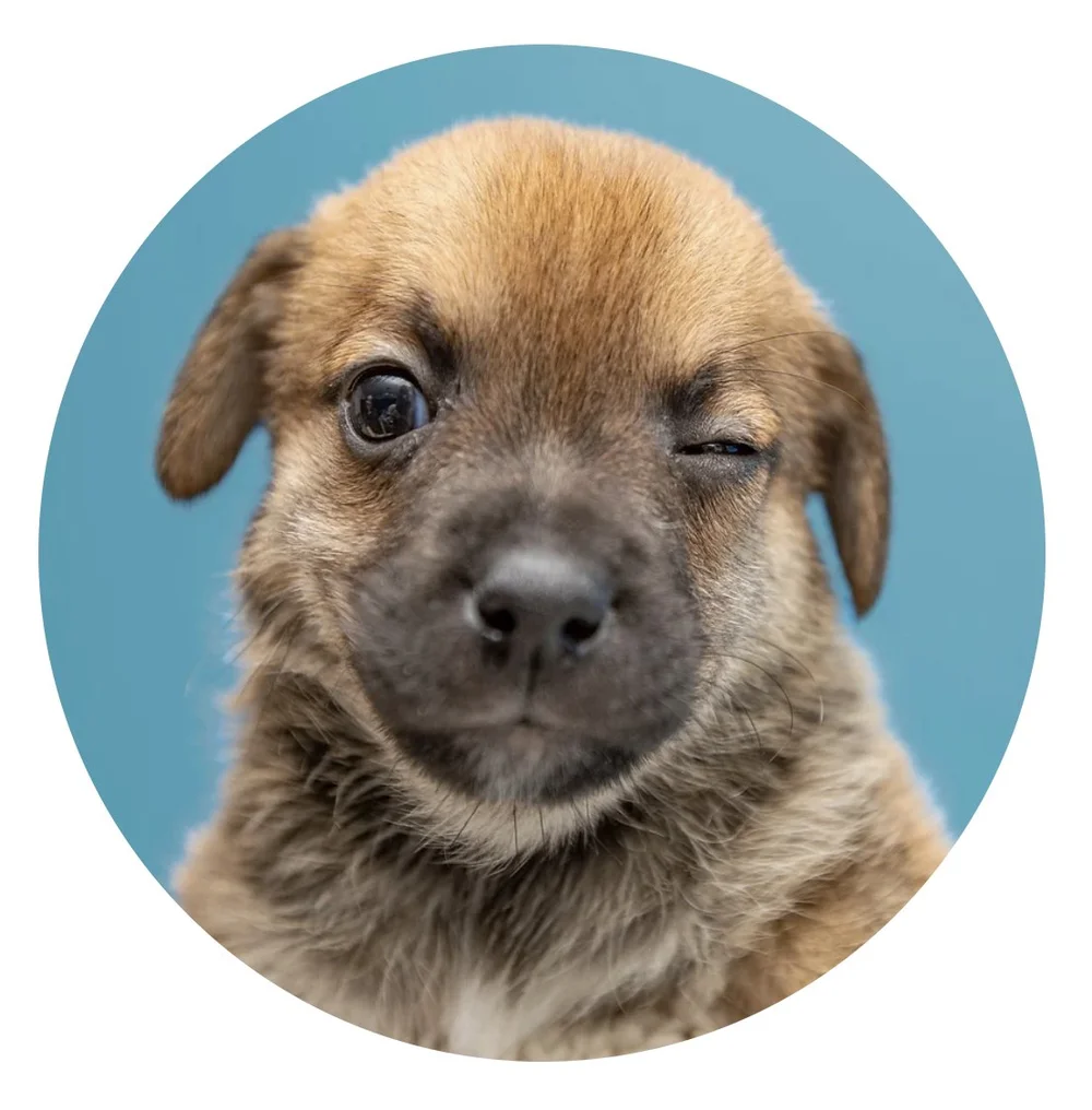 Stop The Suffering Animal Rescue