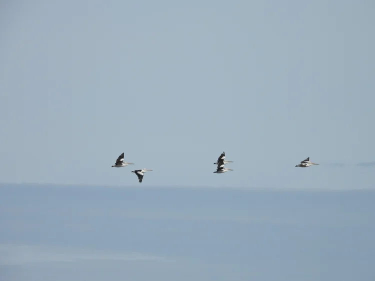 Dana's work — Dana Shen