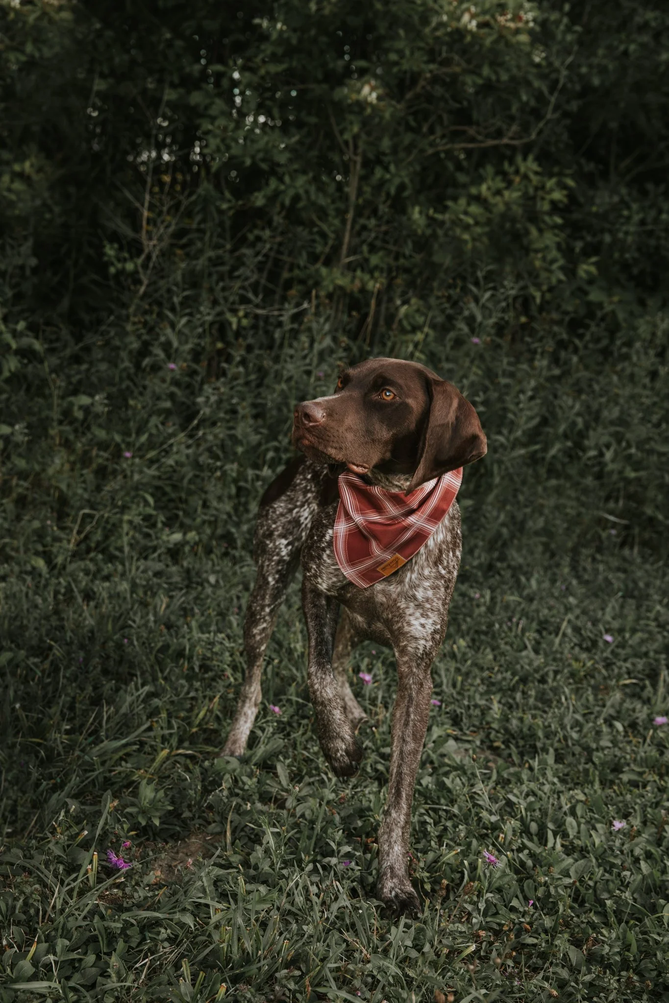 Griswold Goldens | Branding — Jamie Pankow Photography