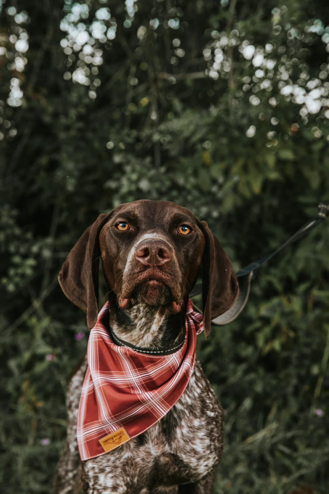 Griswold Goldens | Branding — Jamie Pankow Photography